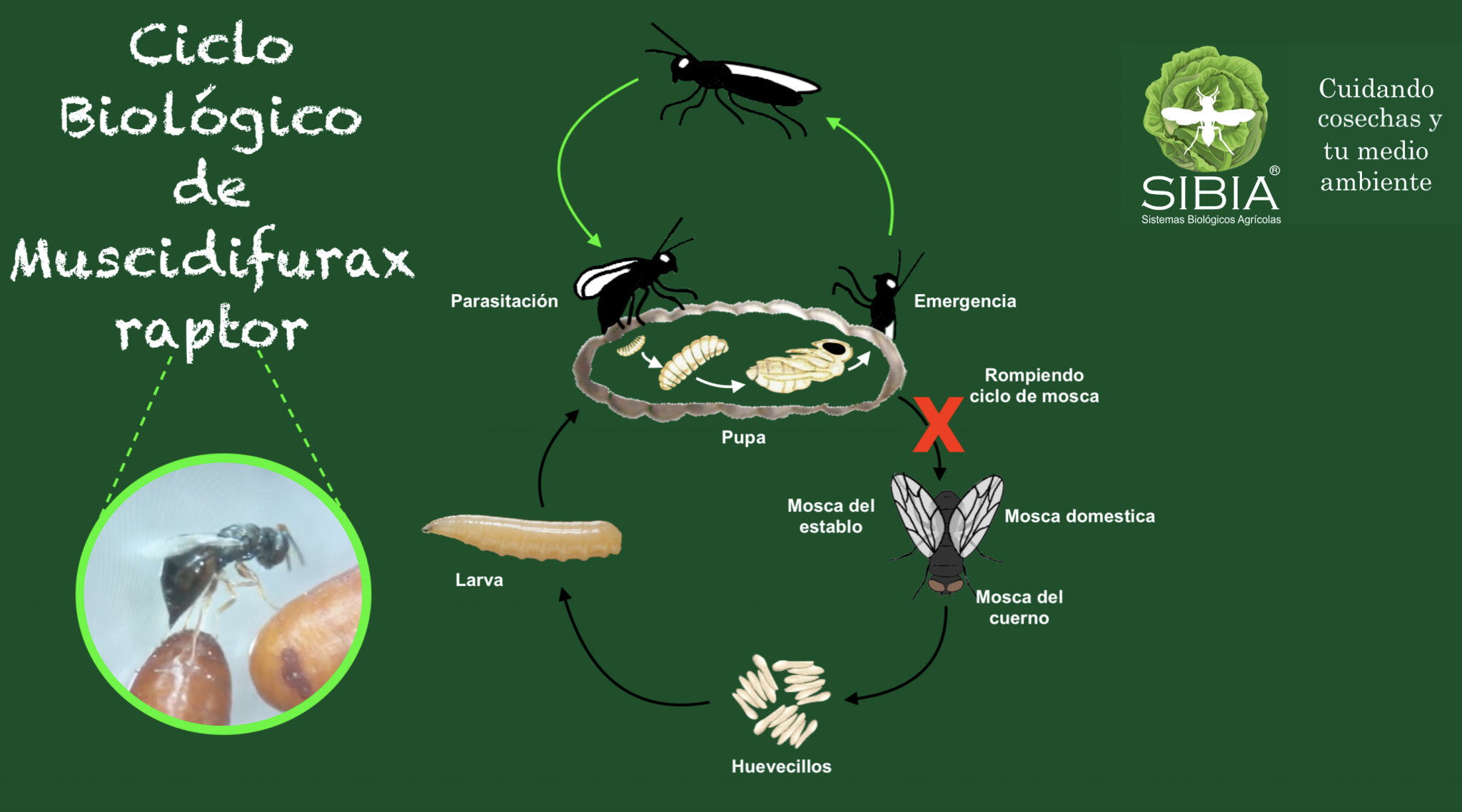 M.Raptor (Muscidifurax raptor) – Industria Agrícola